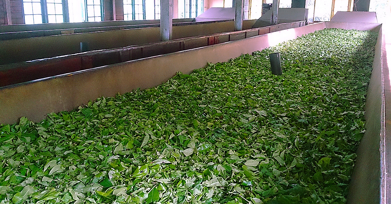 スリランカで本場紅茶工場を見学｜スリランカ旅行記